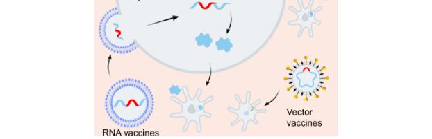 Vectorvs.RNA – enlightenbio Blog